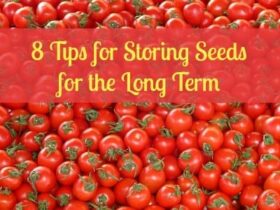 How To Store Seeds for the Long Term - Backdoor Survival