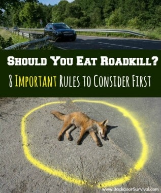 Should You Eat Roadkill? 8 Important Rules to Consider First