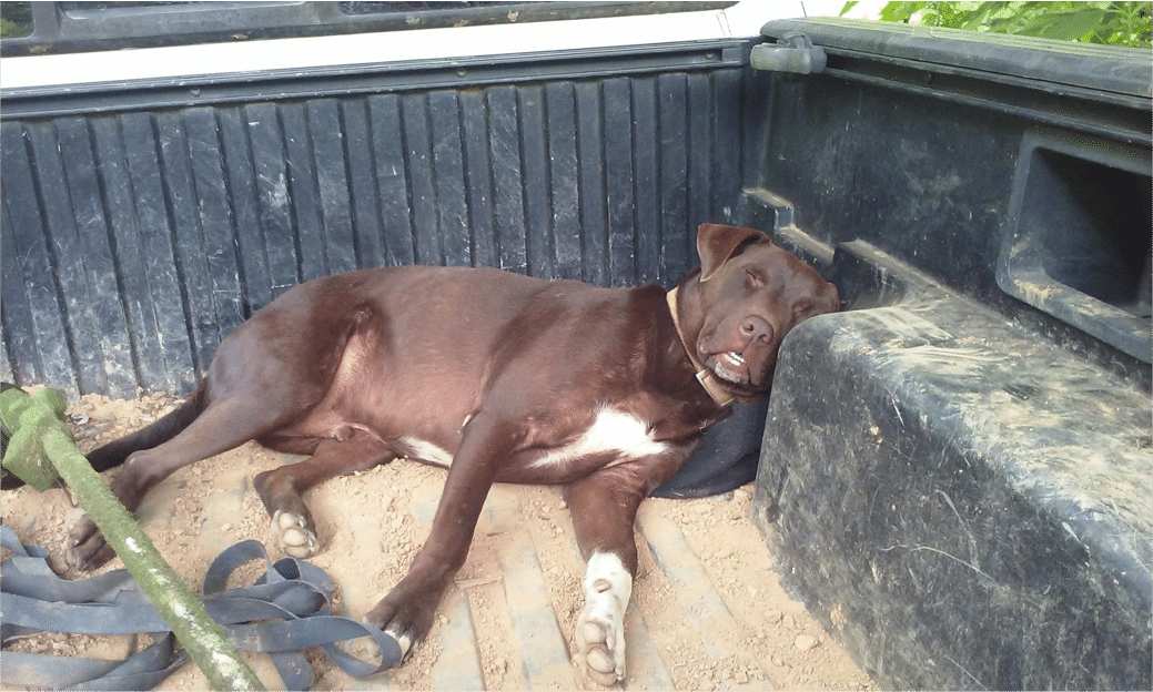 Best Pet Survival Kit Ideas & Products - Backdoor Survival