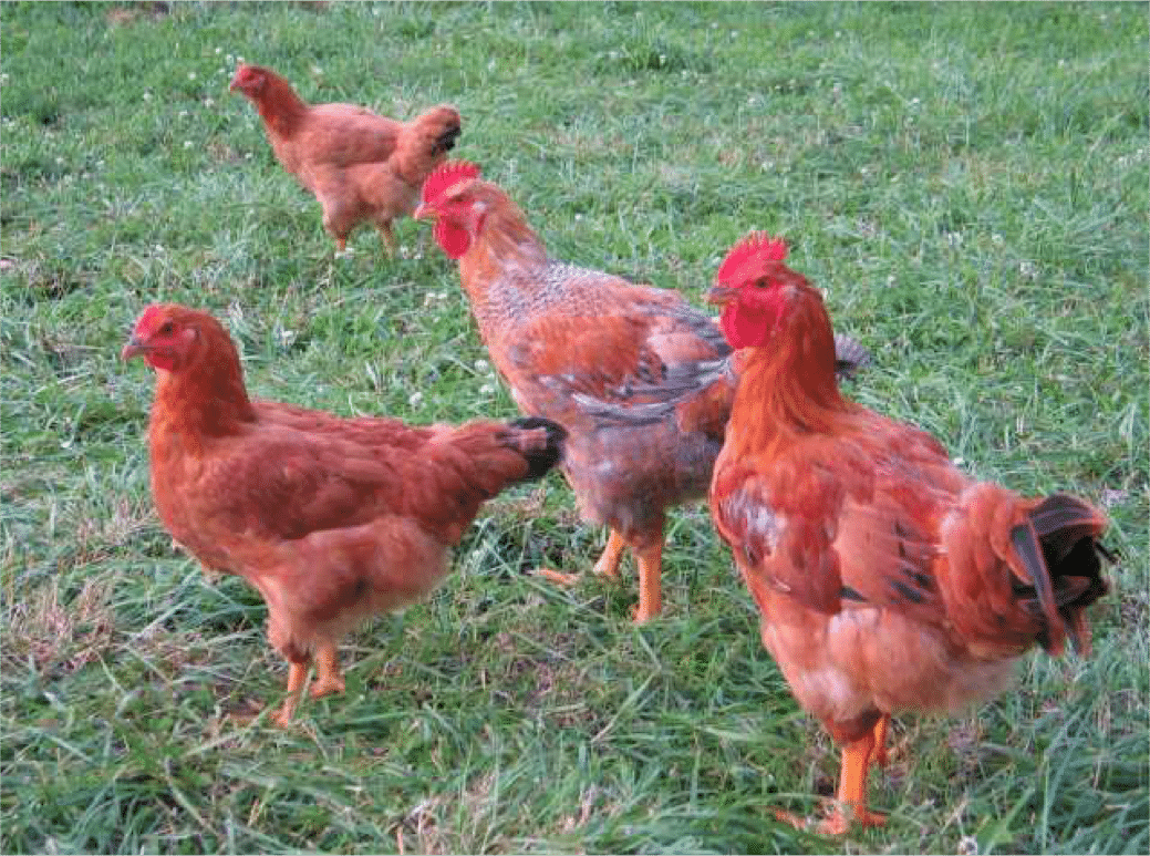 Best Meat Birds For The Small Producer - Backdoor Survival