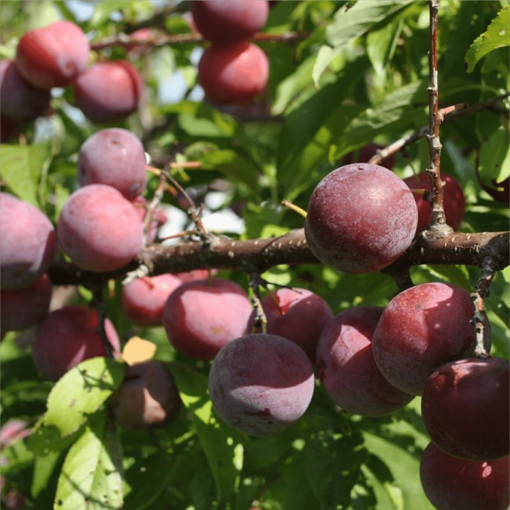 Best Cold Hardy Fruits To Grow At Home - Backdoor Survival