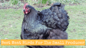 Best Meat Birds For The Small Producer - Backdoor Survival