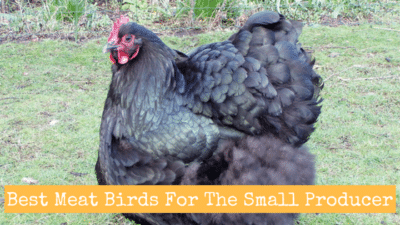 Best Meat Birds For The Small Producer - Backdoor Survival