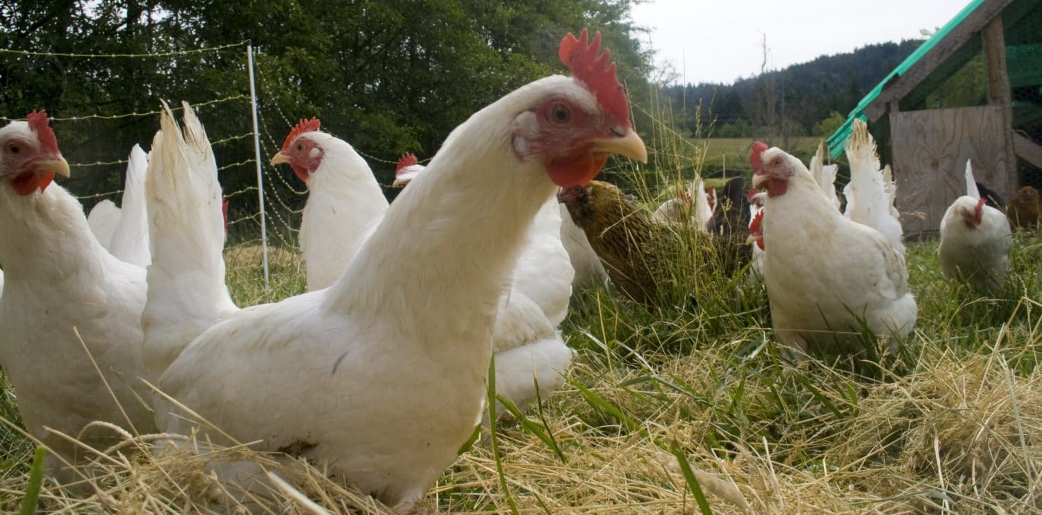 Best Meat Birds For The Small Producer - Backdoor Survival