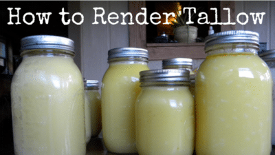 How to Render Tallow - Backdoor Survival