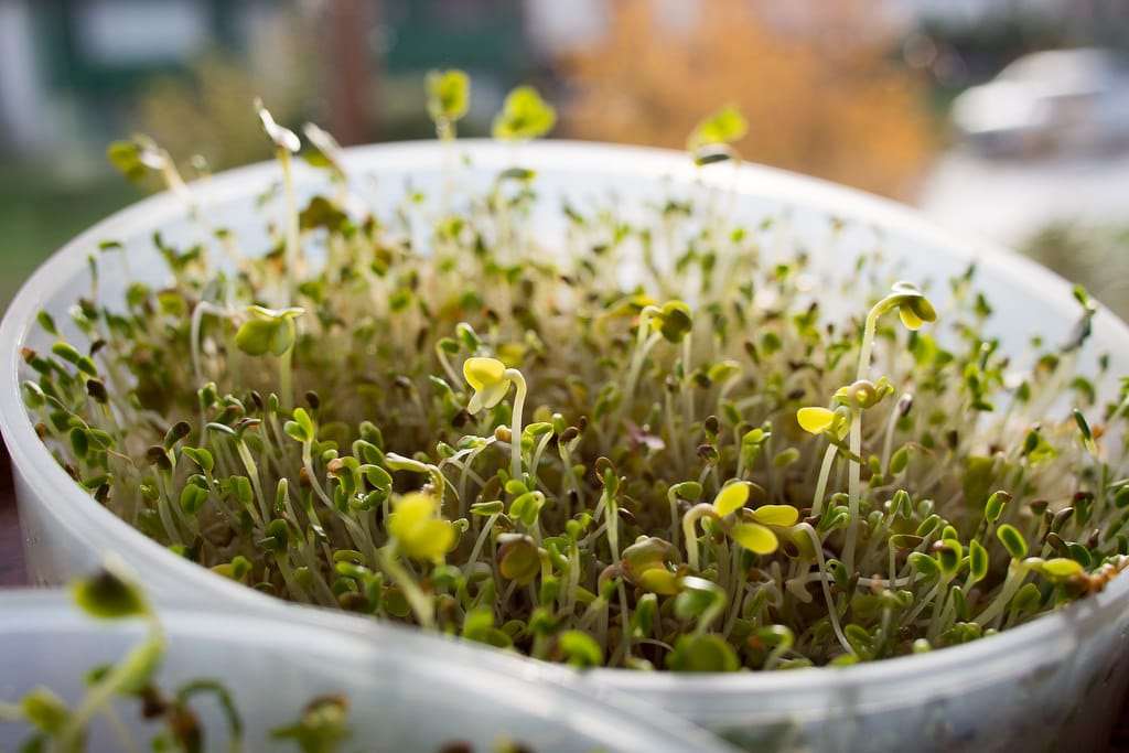 How to Grow Sprouts: How To Store 182 Servings of Raw Green Vegetables ...