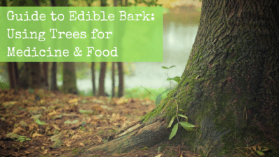 Guide to Edible Bark: Using Trees for Medicine & Food - Backdoor Survival