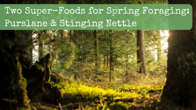 How to Forage and Use Purslane & Stinging Nettle: Two Super-Foods for ...