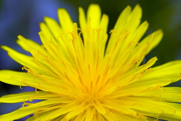 Spring Foraging: DIY Guide to Using Dandelions for Everyday Purposes ...