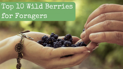 Top 10 Best Wild Berries for Foragers - Backdoor Survival