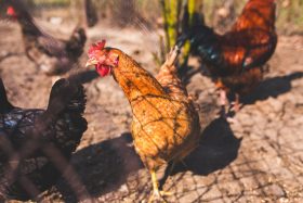 How to Plan a Chicken Breeding Program for After SHTF - Backdoor Survival
