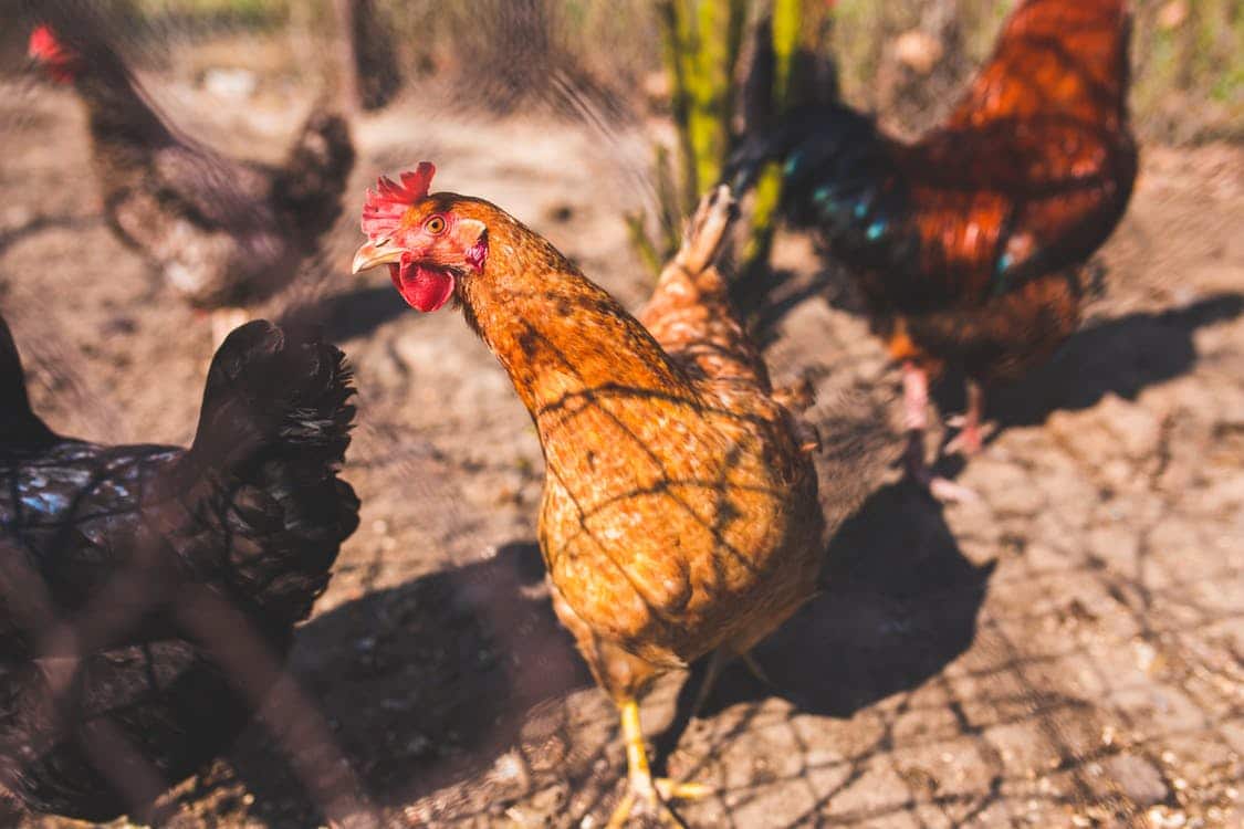 How to Plan a Chicken Breeding Program for After SHTF - Backdoor Survival