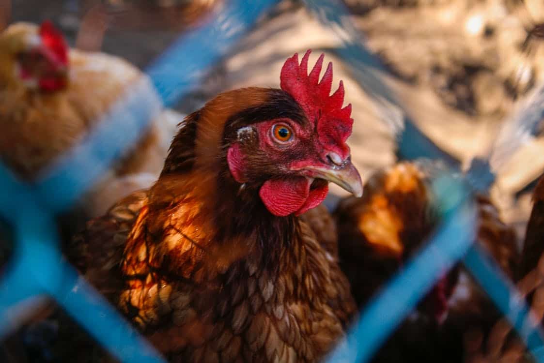 How to Plan a Chicken Breeding Program for After SHTF - Backdoor Survival