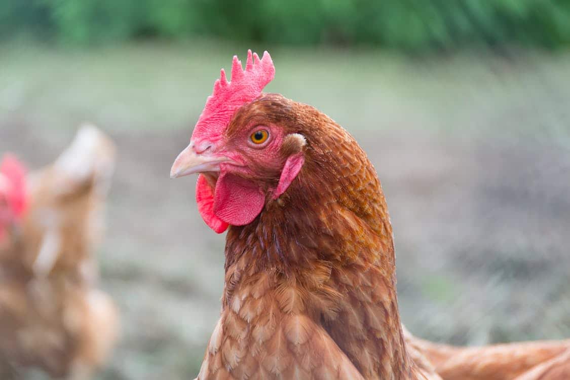 How to Plan a Chicken Breeding Program for After SHTF - Backdoor Survival