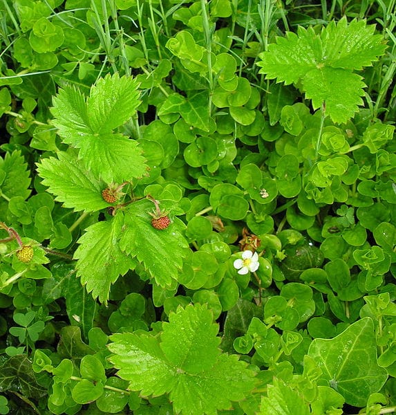 Top 10 Best Wild Berries for Foragers - Backdoor Survival