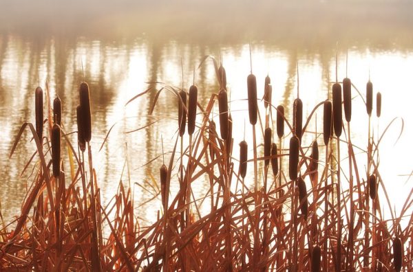 Guide to Using Cattails: A Survivalist’s Dream Plant - Backdoor Survival