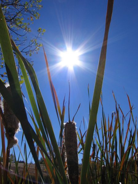 Guide to Using Cattails: A Survivalist’s Dream Plant - Backdoor Survival