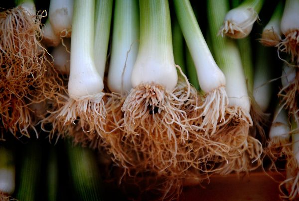 Why and How to Grow Green Onions - Backdoor Survival