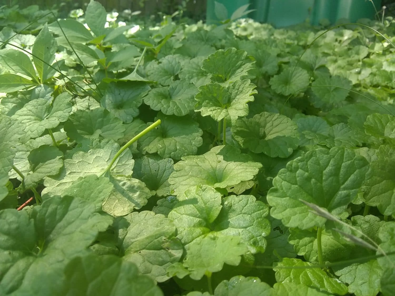 My Favorite Herbs for Medicinal Survival Tea - Backdoor Survival