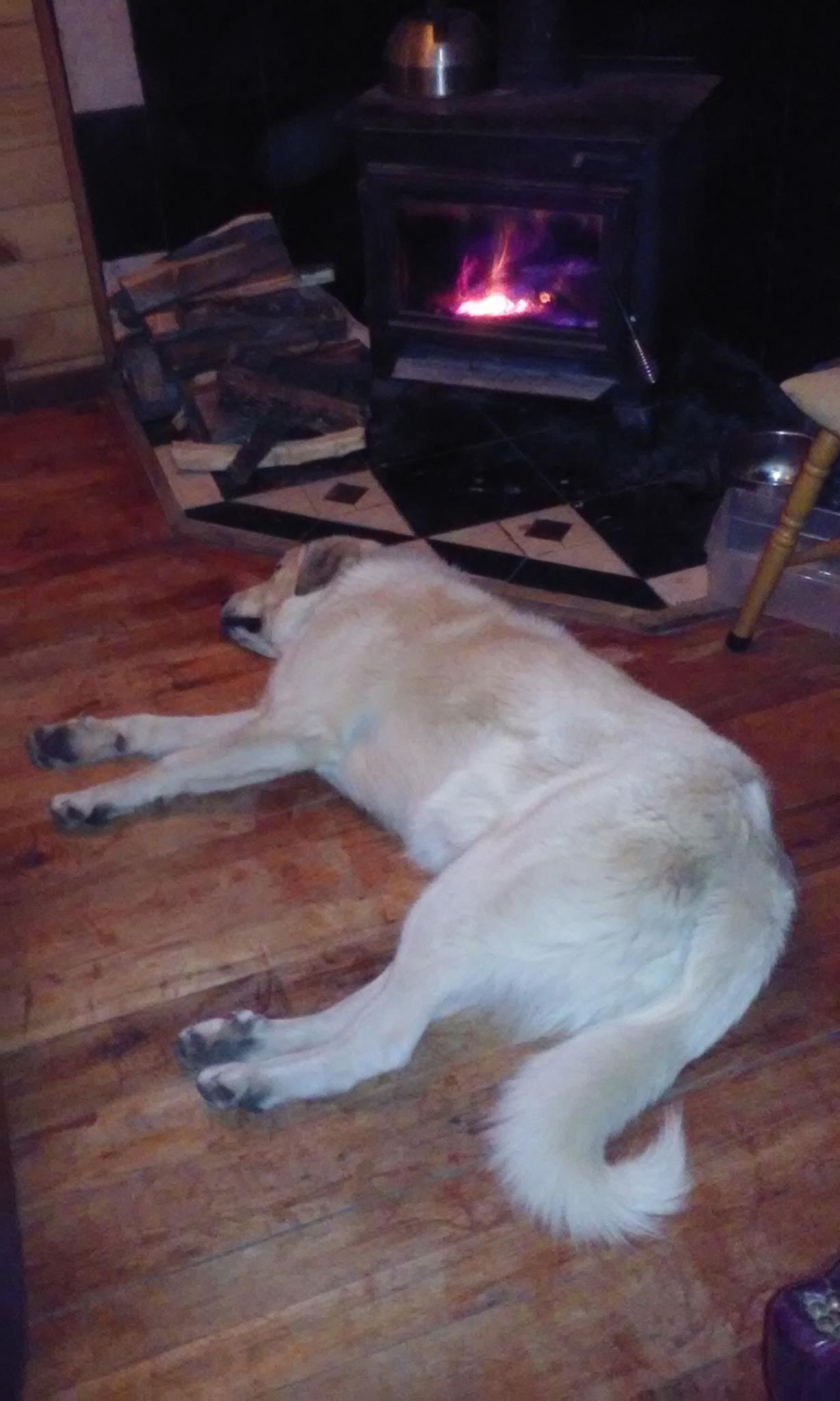 Prepper's Guide To Dogs: Tips For Choosing A Dog For Life's Adventures ...