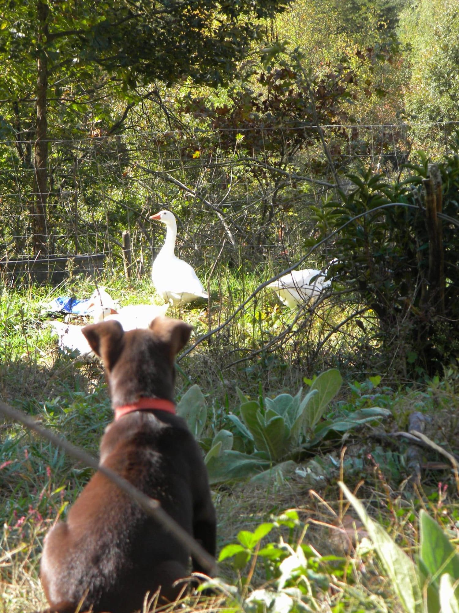 Prepper's Guide To Dogs: Tips For Choosing A Dog For Life's Adventures ...