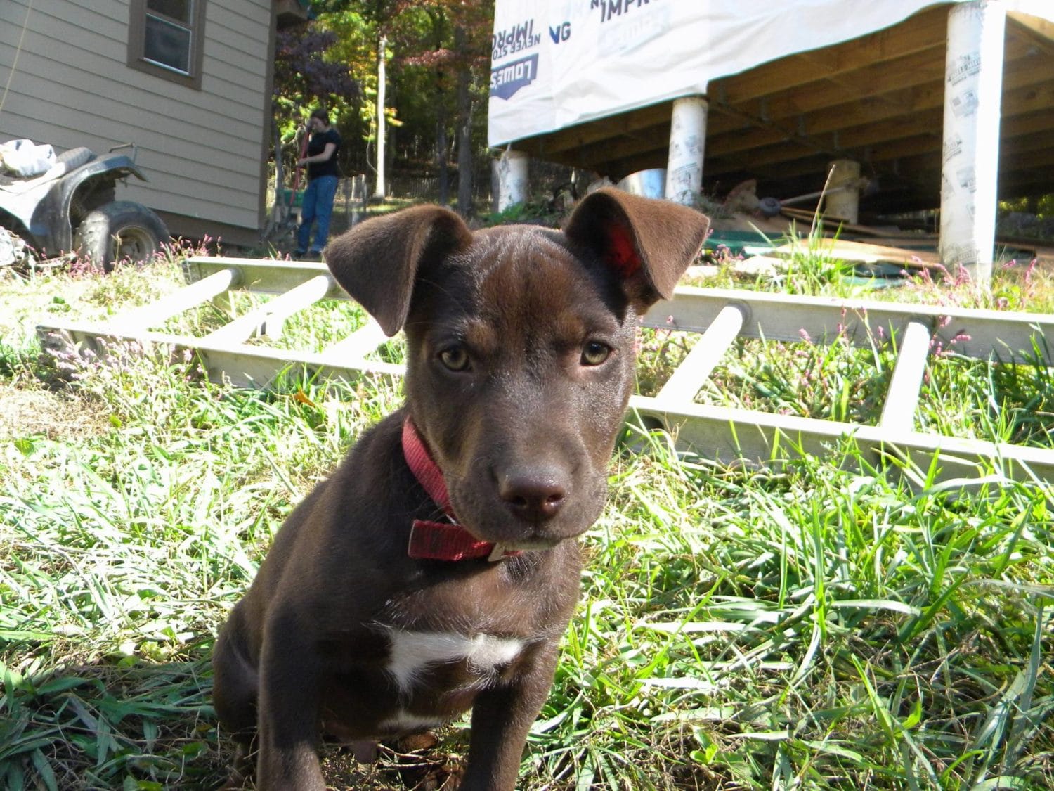 Prepper's Guide To Dogs: Tips For Choosing A Dog For Life's Adventures ...