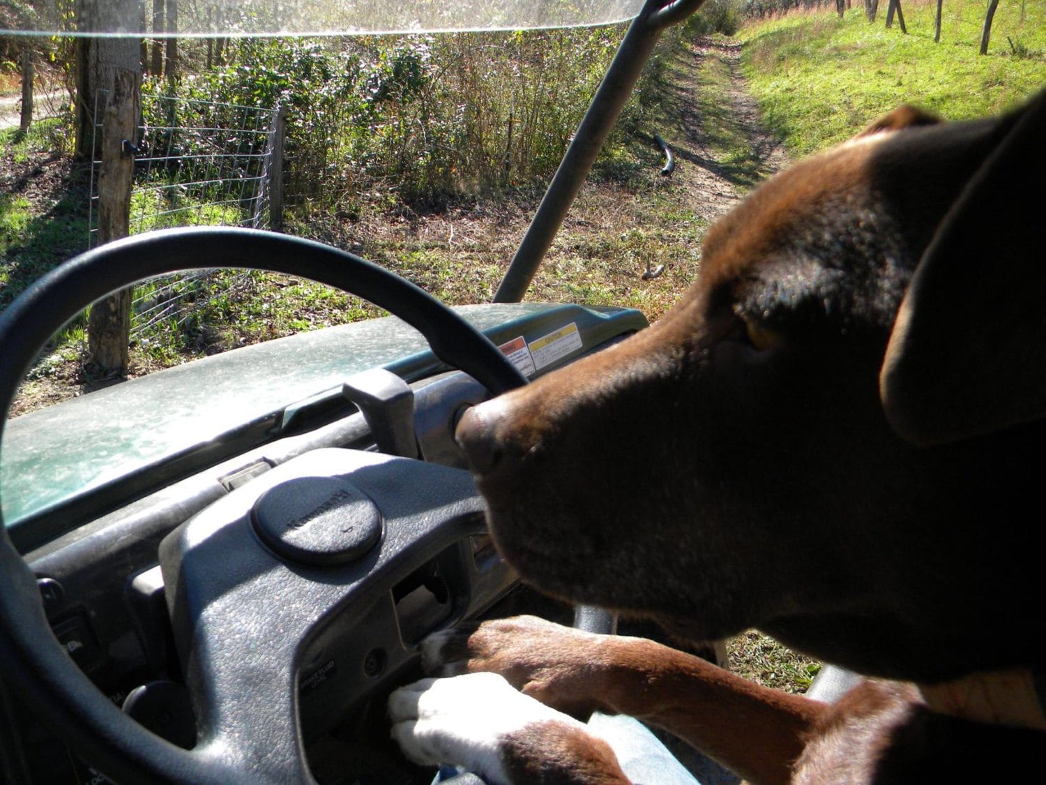 Prepper's Guide To Dogs: Tips For Choosing A Dog For Life's Adventures ...