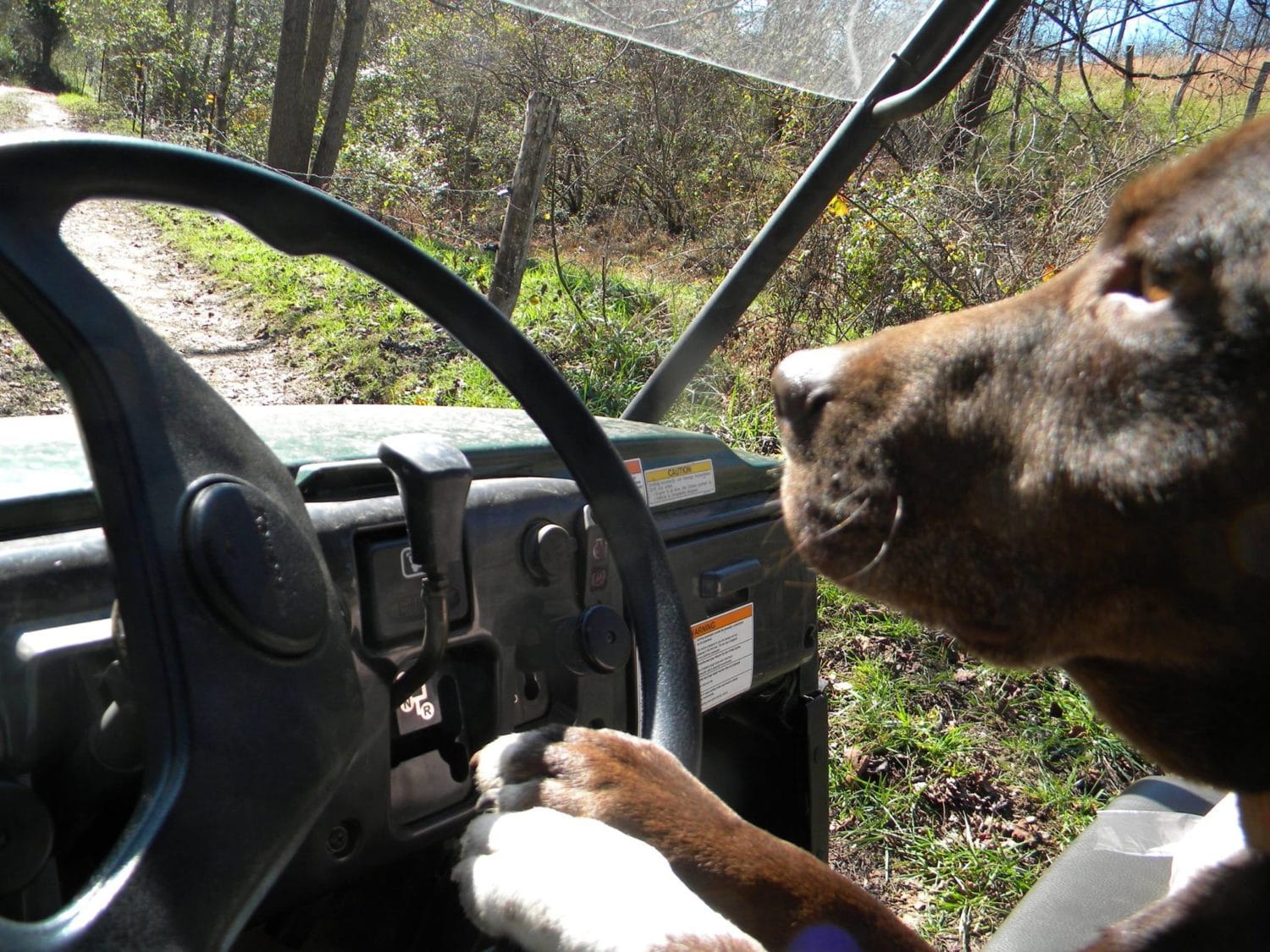 Prepper's Guide To Dogs: Tips For Choosing A Dog For Life's Adventures ...