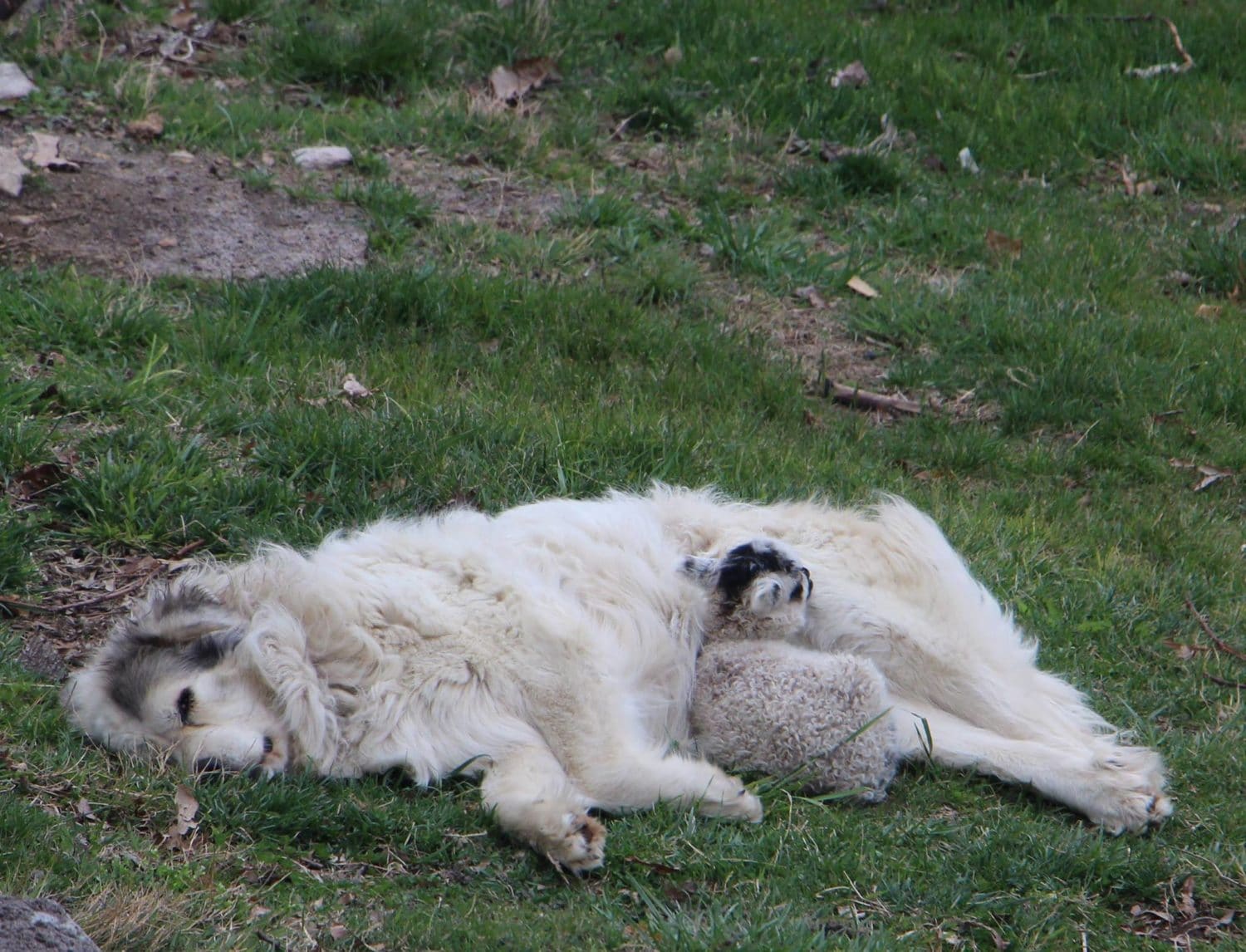 Prepper's Guide To Dogs: Tips For Choosing A Dog For Life's Adventures ...