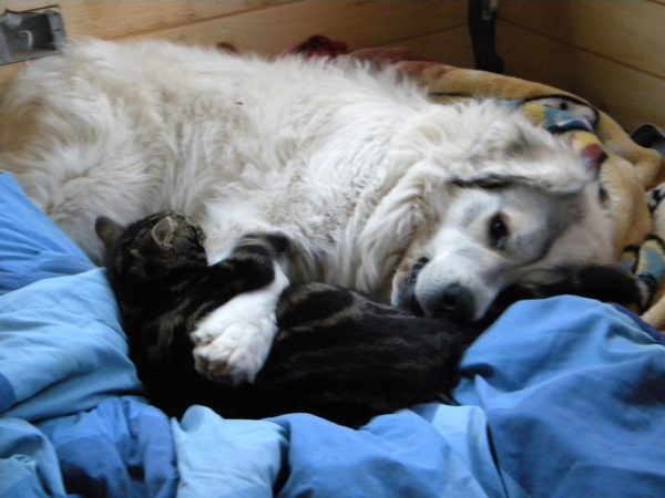 Prepper's Guide To Dogs: Tips For Choosing A Dog For Life's Adventures ...