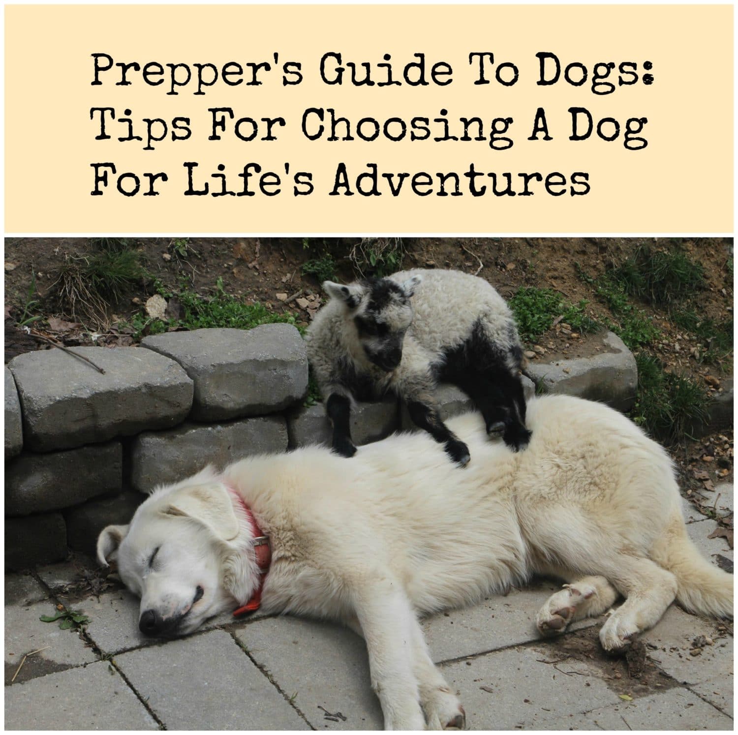 Prepper's Guide To Dogs: Tips For Choosing A Dog For Life's Adventures ...