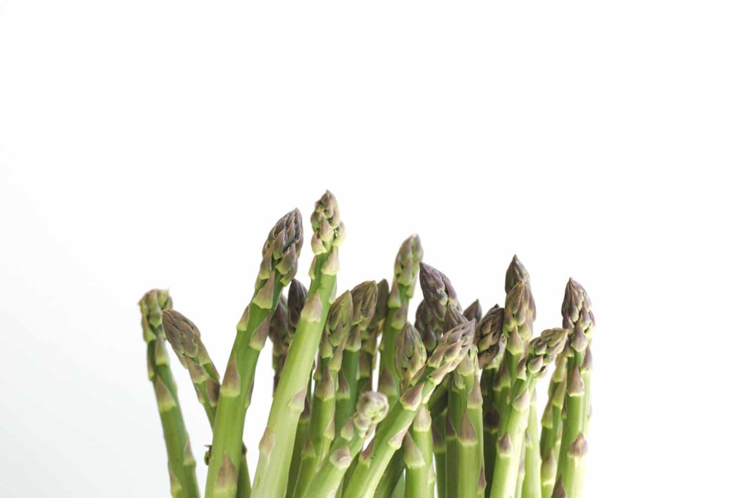 How and Why to Grow Asparagus - Backdoor Survival