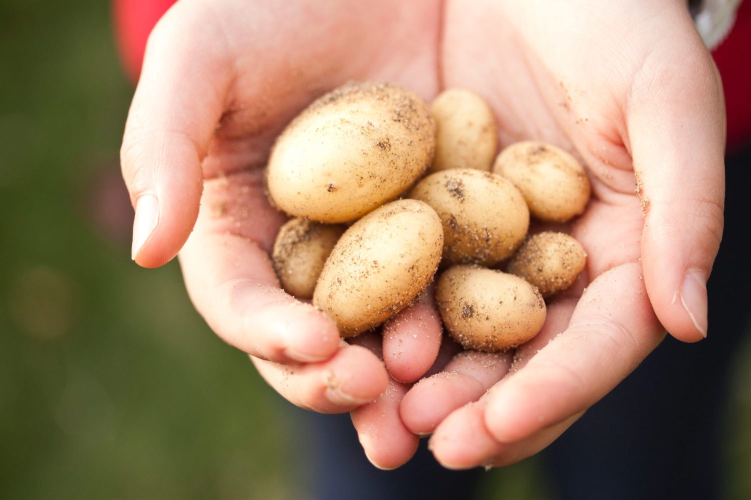 How to Grow Potatoes in a Bucket - Backdoor Survival