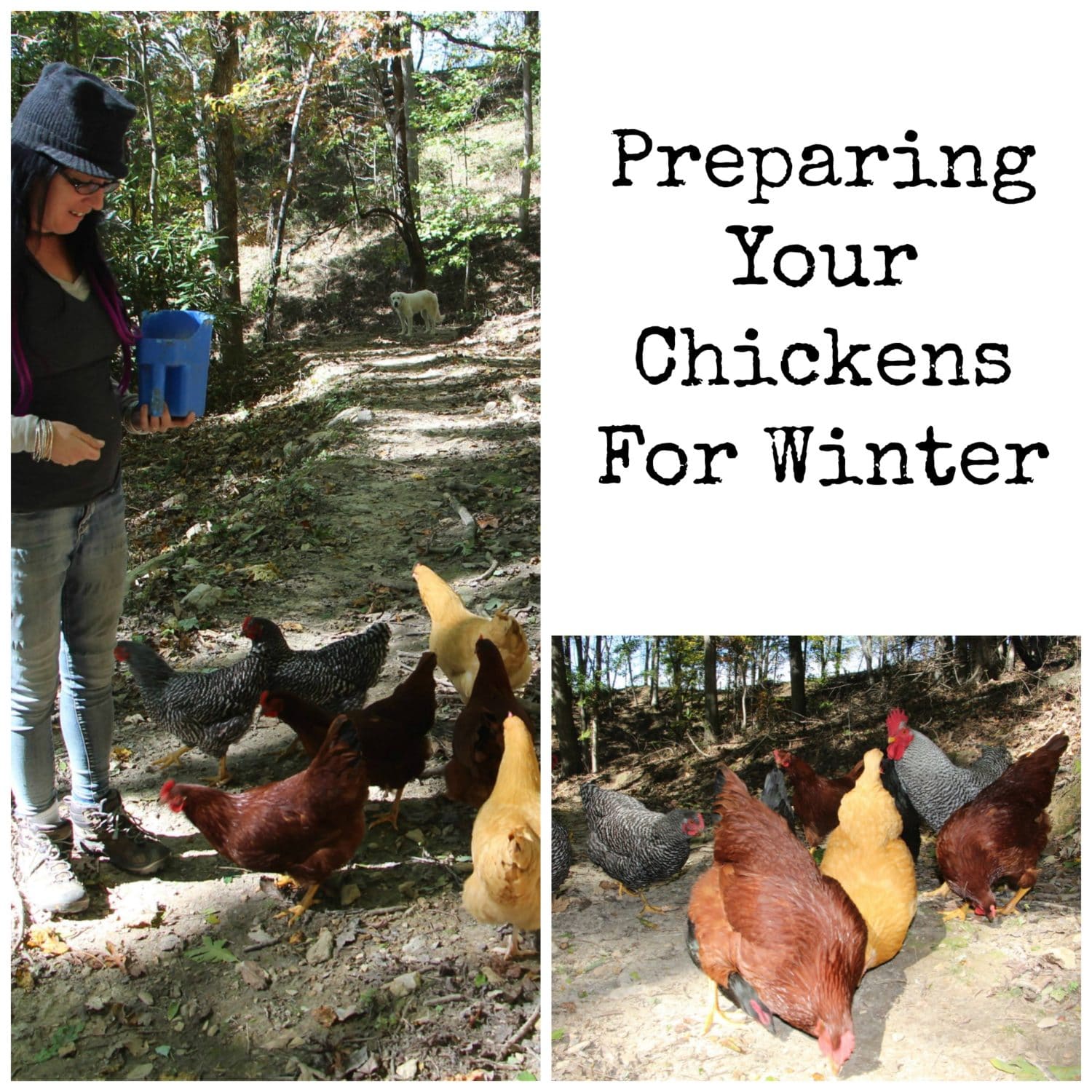 Preparing Your Chickens For Winter - Backdoor Survival