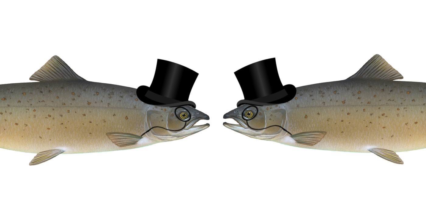 The Fancy Smoked Fish Face Off - Backdoor Survival