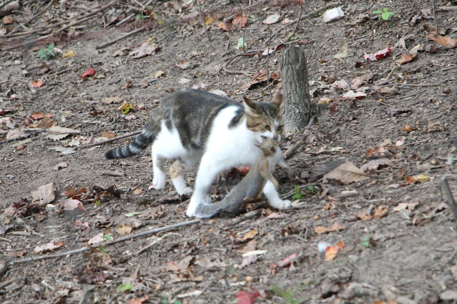 The Importance Of Cats For Prepping and SHTF: Here come the survival ...