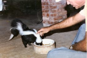 Skunked: Solutions For Eliminating Skunks and Odors from Pets and ...