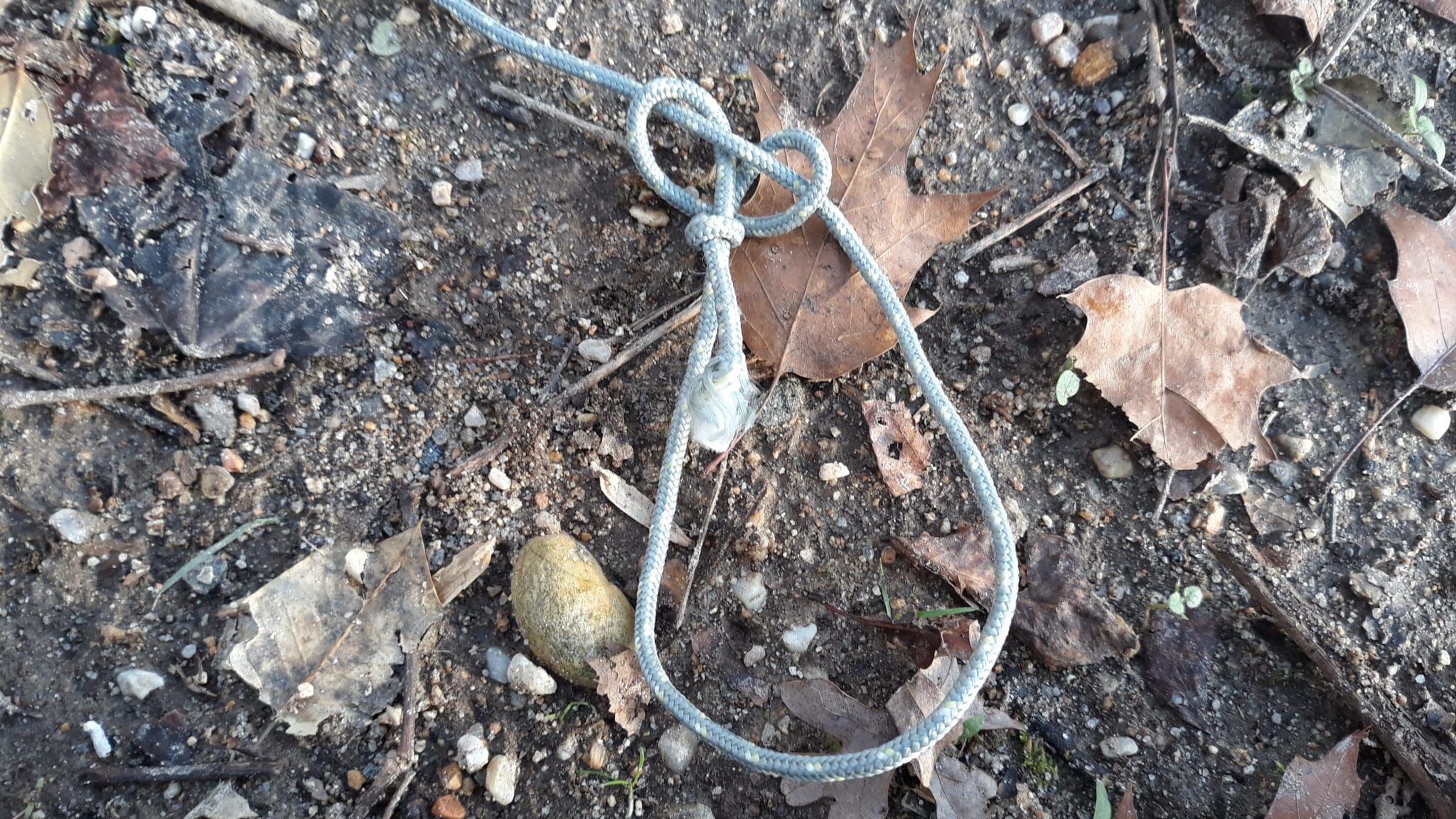 How To Make A Snare Trap To Catch Food Backdoor Survival