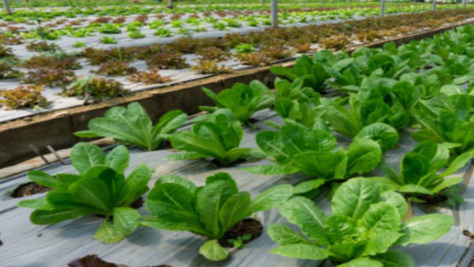 How Do You Set Up a Permaculture Farm?