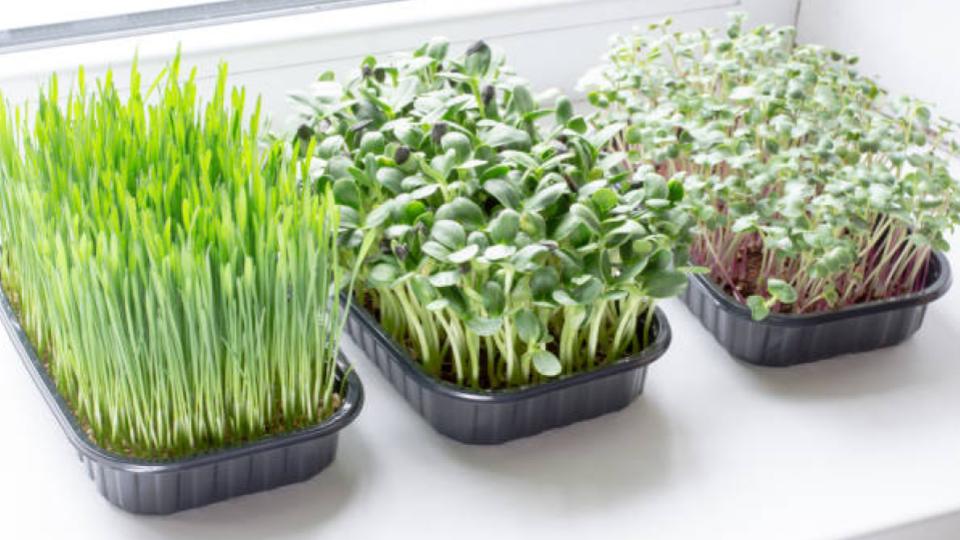 How to Grow Microgreens Inside the House (2025 Guide)