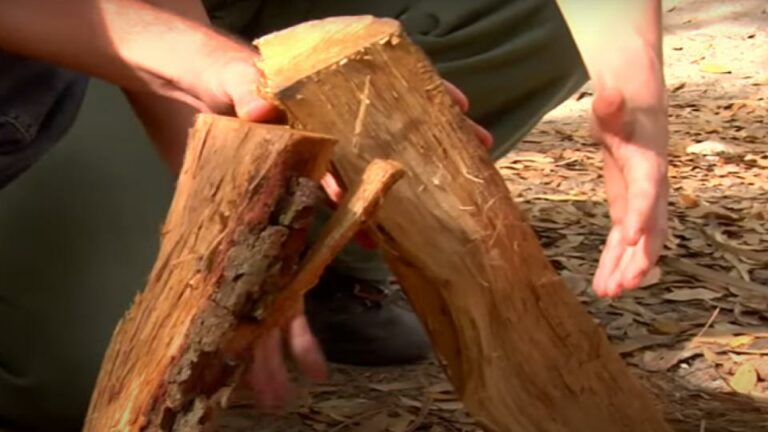 How to Build a Lean-To Shelter – Step-By-Step Guide