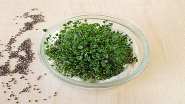 How to Sprout Chia Seeds